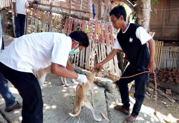Cegah Rabies, Dinas Pertanian Vaksin 3.197 Anjing Kucing dan Kera ...